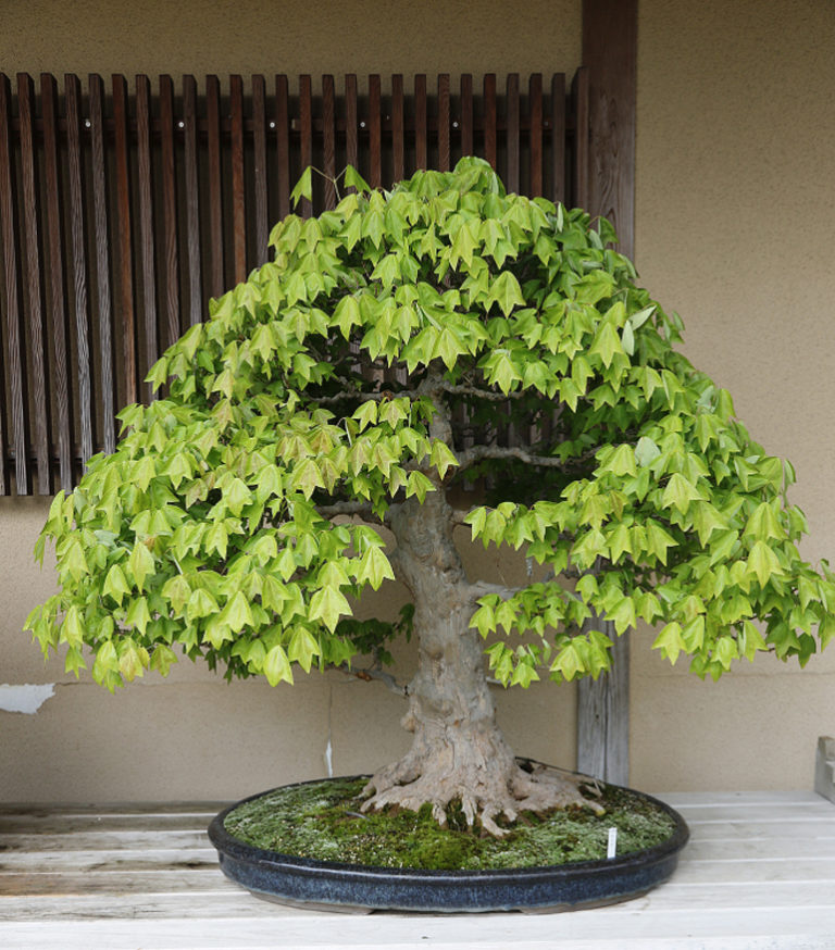 Bottoms Up! More Nebari How-to | Bonsai Bark