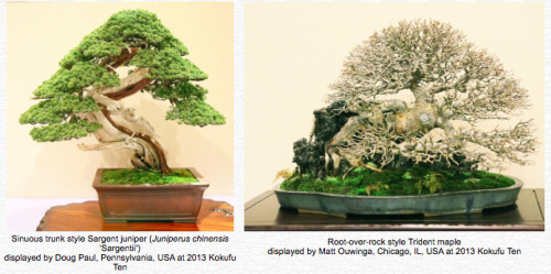 A Good Time to Introduce Yourself to Phoenix Bonsai | Bonsai Bark