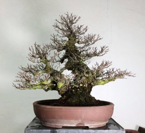 Bonsai Bark | Promoting and Expanding the Bonsai Universe | Page 74