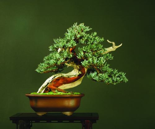 …or You Could Just Sit Back & Enjoy Some Beautiful Bonsai | Bonsai Bark