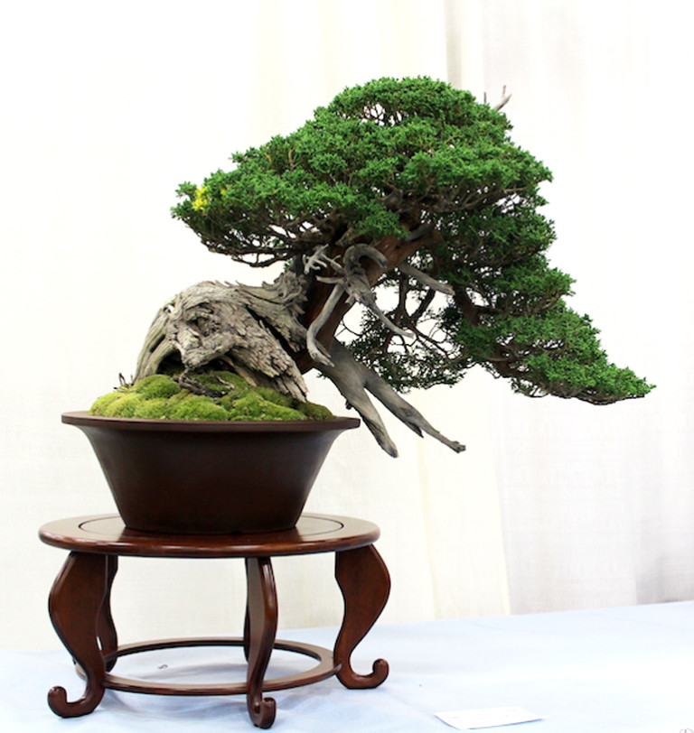 A Prize Winning Bonsai & a Superstar Bonsai Teacher | Bonsai Bark