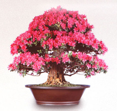 Colorful Bonsai to Brighten these Sun-Short Days | Bonsai Bark