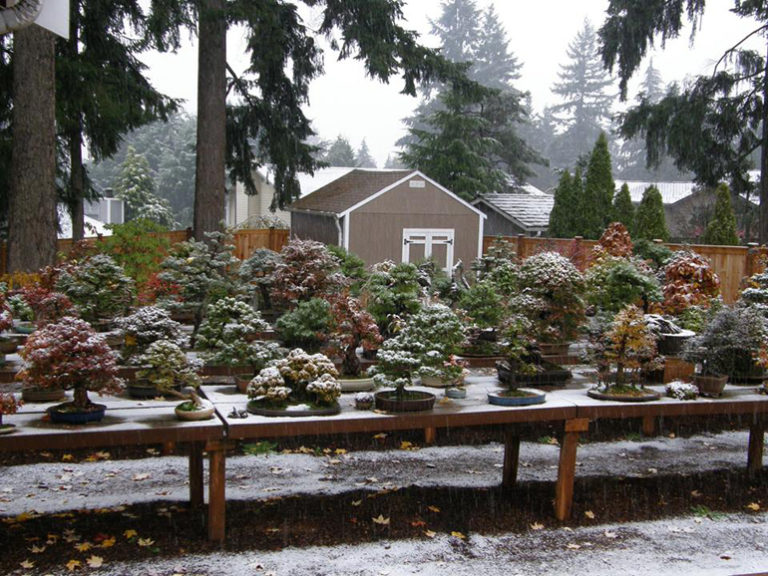 Principles of Bonsai Design with a Personal Touch | Bonsai Bark