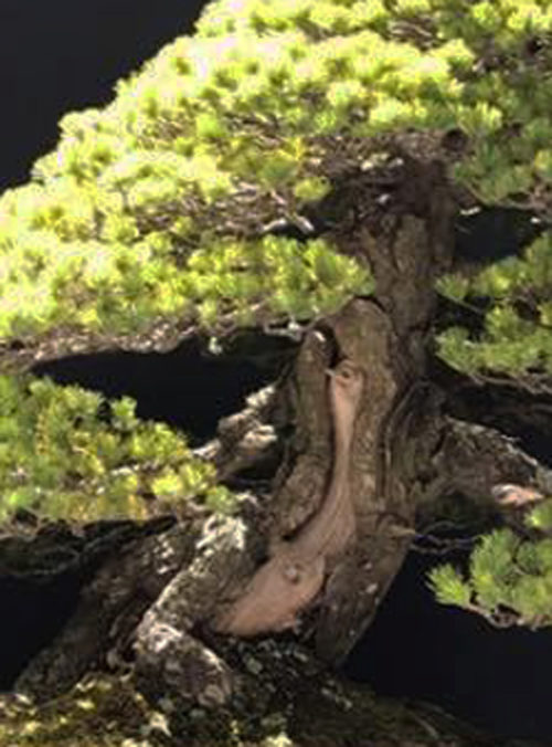 Bonsai Bark | Promoting and Expanding the Bonsai Universe | Page 69