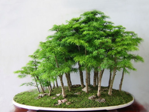 Forest Bonsai – A Deeper Understanding | Bonsai Bark