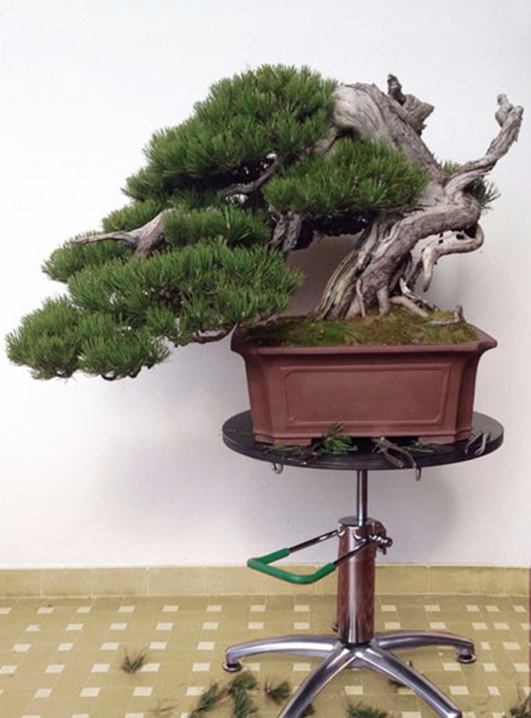 They’re Here! Green T Professional Bonsai Turntables | Bonsai Bark