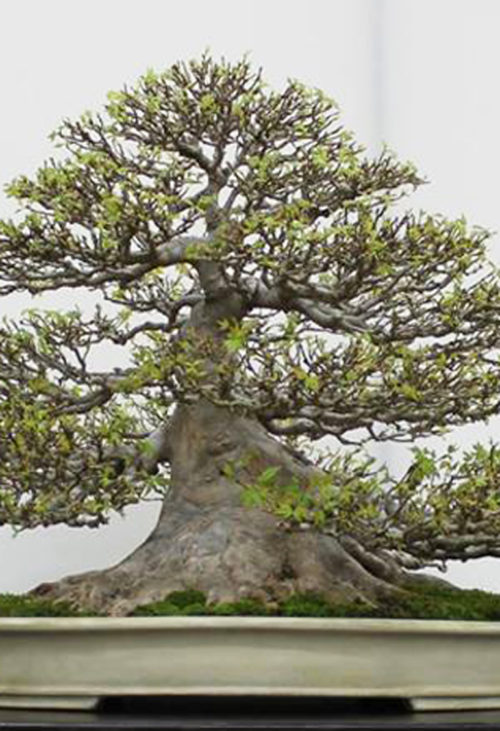Bonsai Close Up | Bonsai Bark