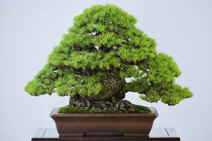 Long Live the Bonsai King | Bonsai Bark