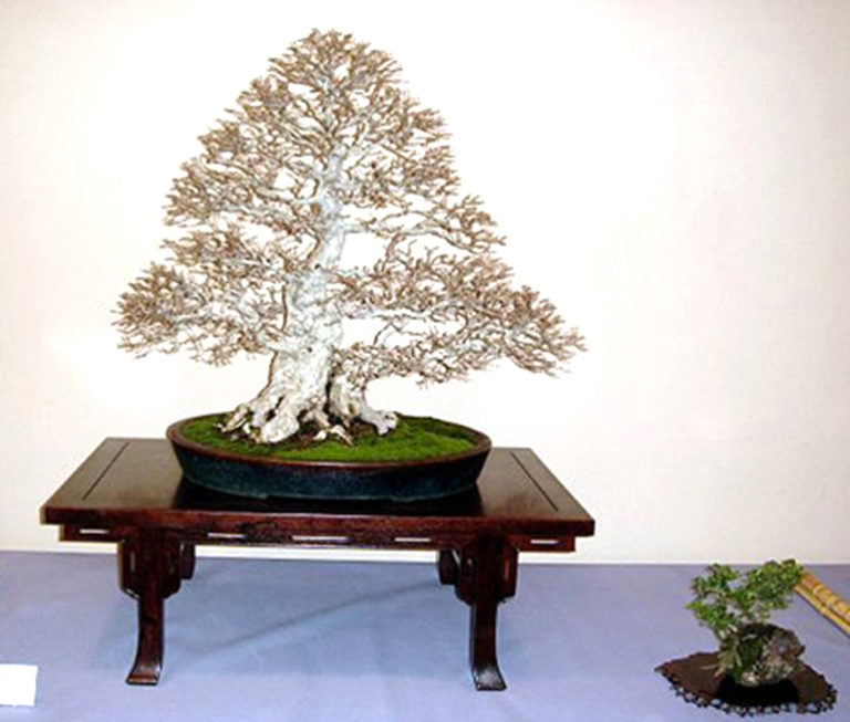 Bonsai Bark | Promoting and Expanding the Bonsai Universe | Page 67