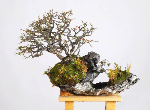 Elevating a Root-on-Rock Bonsai – Stone Lantern