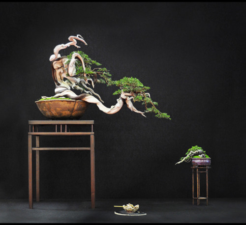 Pointing the Way | Bonsai Bark