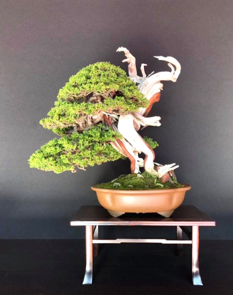 Bonsai Bark | Promoting and Expanding the Bonsai Universe | Page 17