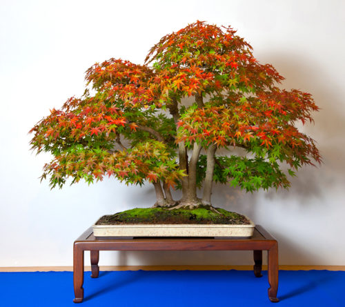 Bonsai Bark | Promoting and Expanding the Bonsai Universe | Page 6