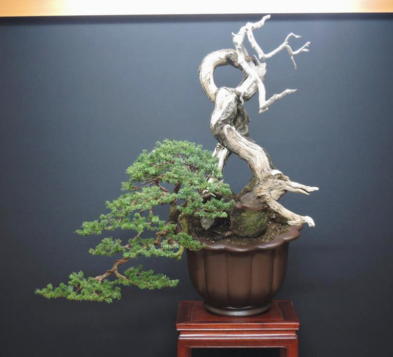 A Steady Stream of Excellent and Often Unusual Bonsai | Bonsai Bark
