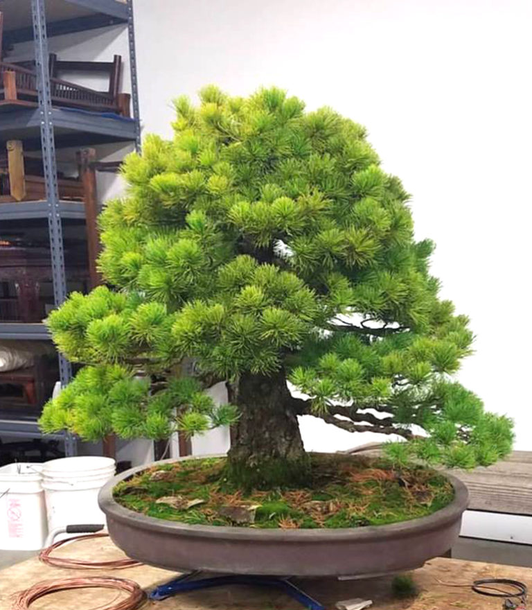 Before & After White Pine at the Pacific Bonsai Museum | Bonsai Bark