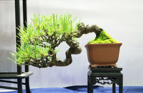 Bonsai Bark | Promoting and Expanding the Bonsai Universe | Page 85