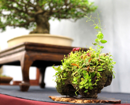 A Regal Bonsai & a Simple Wonder of Subtle Complexity | Bonsai Bark