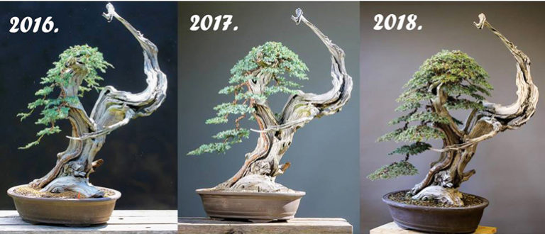 Bonsai Before & After – Three Year Progression | Bonsai Bark