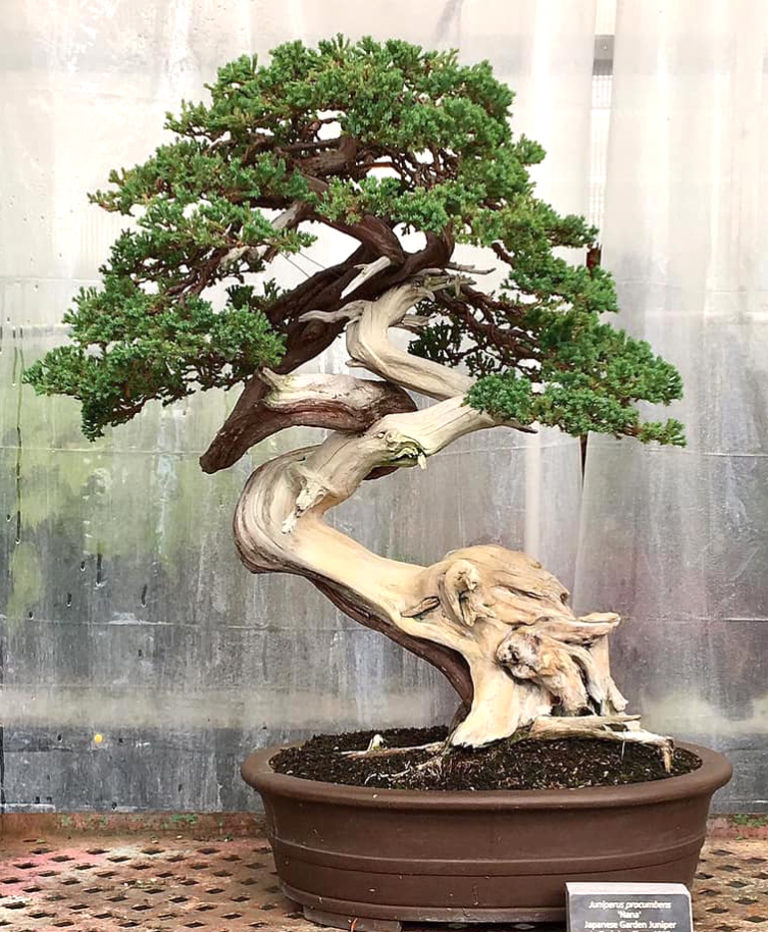Bonsai Skill & Vision – Before & After | Bonsai Bark
