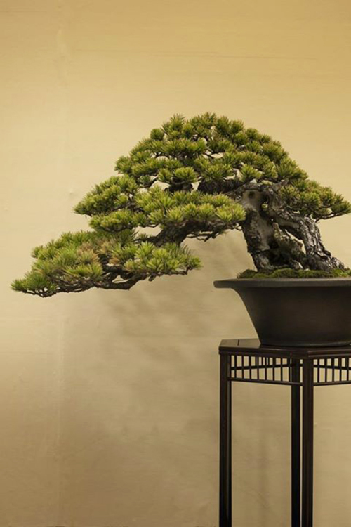 Pine Bonsai – Texture, Movement & Color | Bonsai Bark