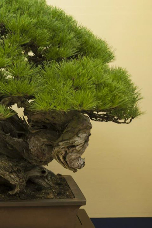 Pine Bonsai – Texture, Movement & Color | Bonsai Bark