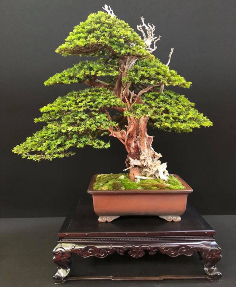 Bonsai Bark | Promoting and Expanding the Bonsai Universe | Page 17
