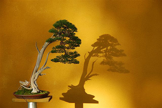 David Benavente’s Excellent Bonsai World | Bonsai Bark