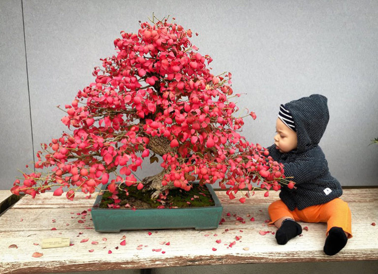 Bonsai Bark | Promoting and Expanding the Bonsai Universe | Page 52