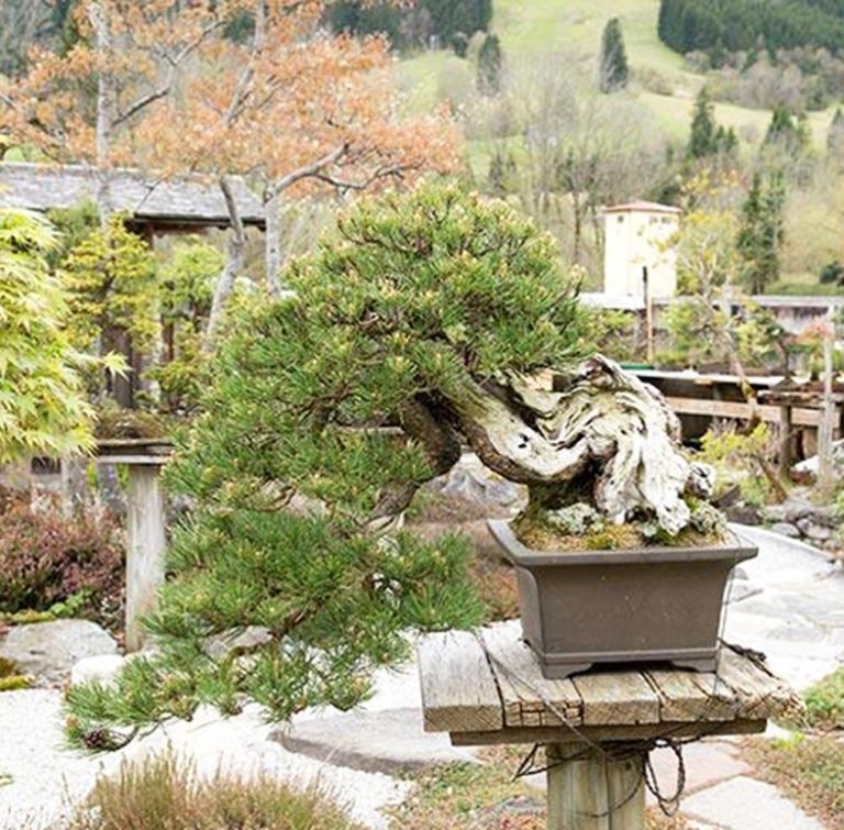 Brilliant Backyard Bonsai Garden in an Enchanted Setting – Stone Lantern