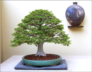 Arts of the Earth & The Principles of Bonsai Design | Bonsai Bark