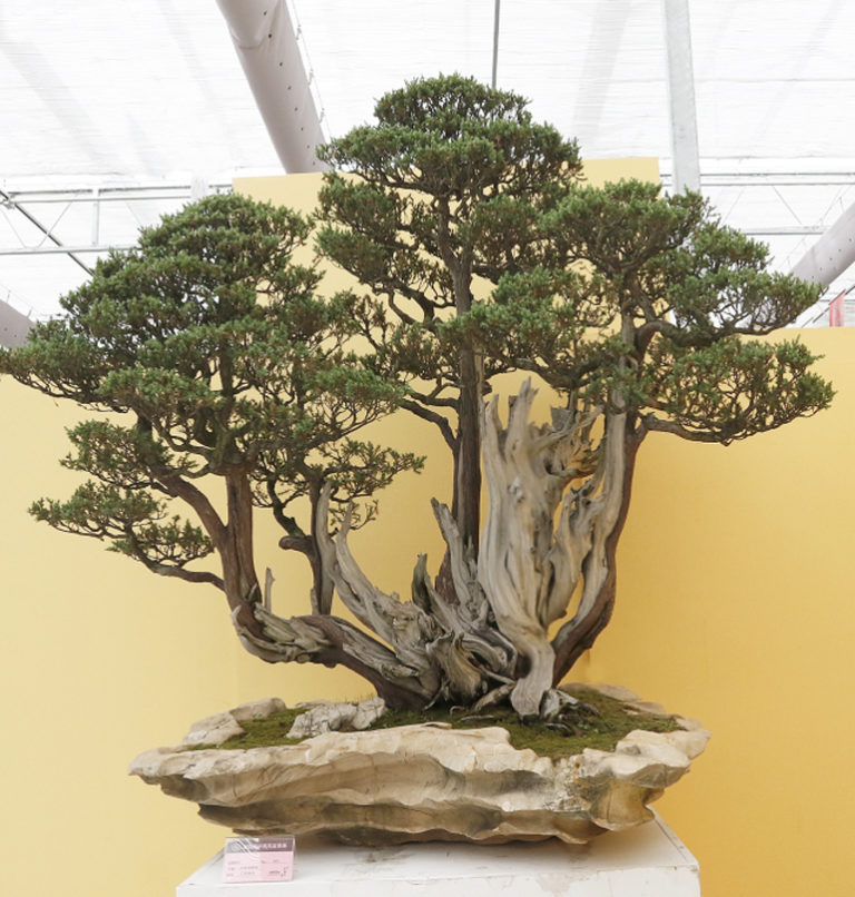 Bill’s Bonsai Photos at the Zhongguo Feng Penjing Exhibition | Bonsai Bark