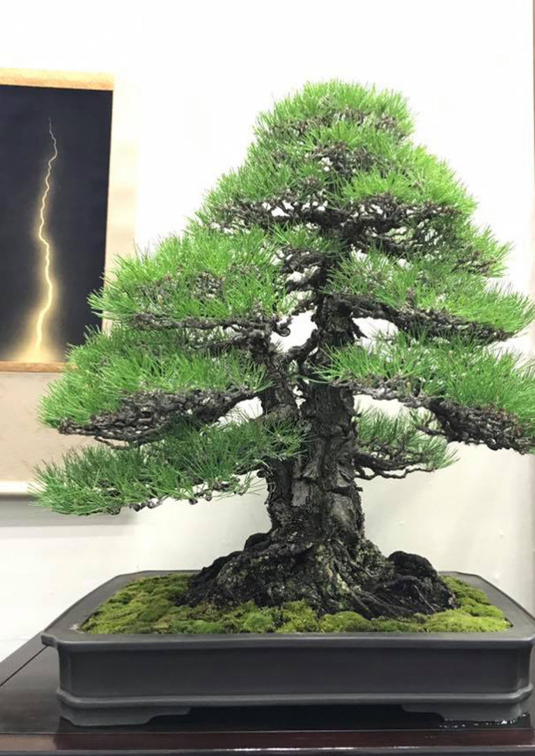 More Great Bonsai Shots from the WBC | Bonsai Bark
