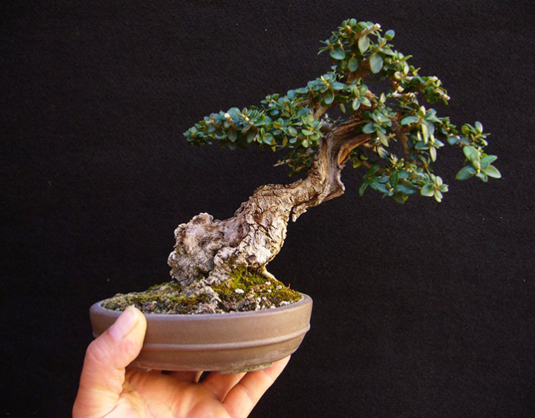 Hand Held Bonsai | Bonsai Bark