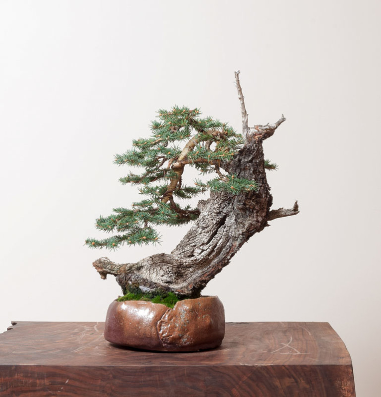 Beyond Dazzling Deadwood | Bonsai Bark Beyond Dazzling Deadwood | Bonsai Bark