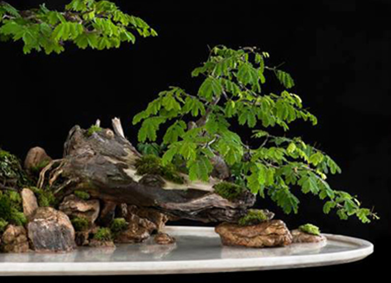 The Best Bonsai Tell Stories | Bonsai Bark