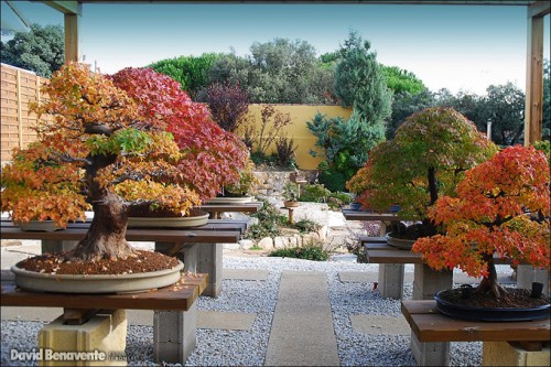color | Bonsai Bark