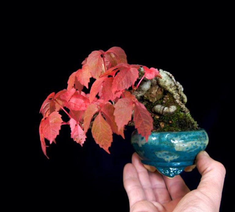 A Bonsai in Hand… | Bonsai Bark