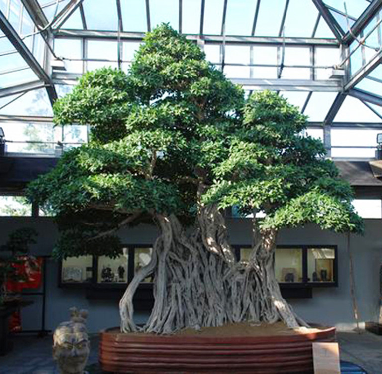 Old Bonsai & Ancient Trees | Bonsai Bark