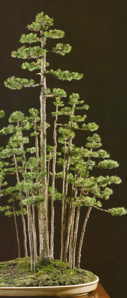 The Magician’s Formal Bonsai Forest | Bonsai Bark