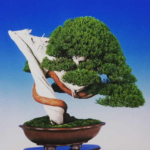 Full Attack Mode | Bonsai Bark