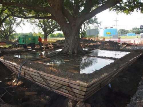 World’s Largest Bonsai? At Least for a Moment. | Bonsai Bark