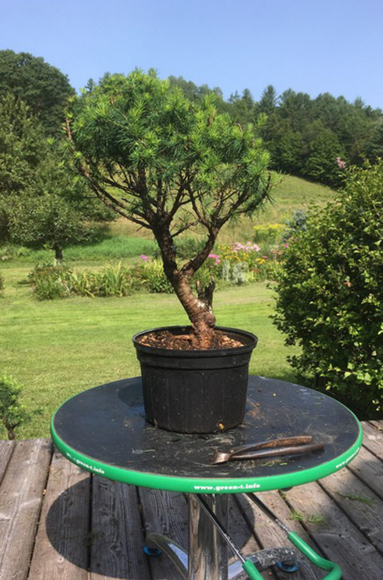 Bonsai Bark | Promoting and Expanding the Bonsai Universe | Page 21