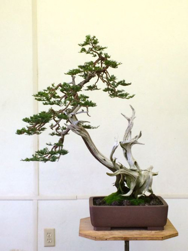 A Humble Bonsai Artist’s Ordinary House on an Ordinary Street ...