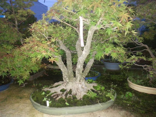 Bonsai Bark | Promoting and Expanding the Bonsai Universe | Page 30