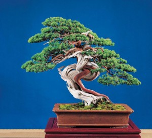 Bonsai Bark | Promoting and Expanding the Bonsai Universe | Page 24