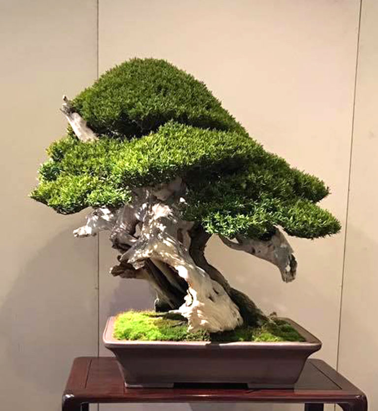 A Very Impressive North American Bonsai Collection | Bonsai Bark