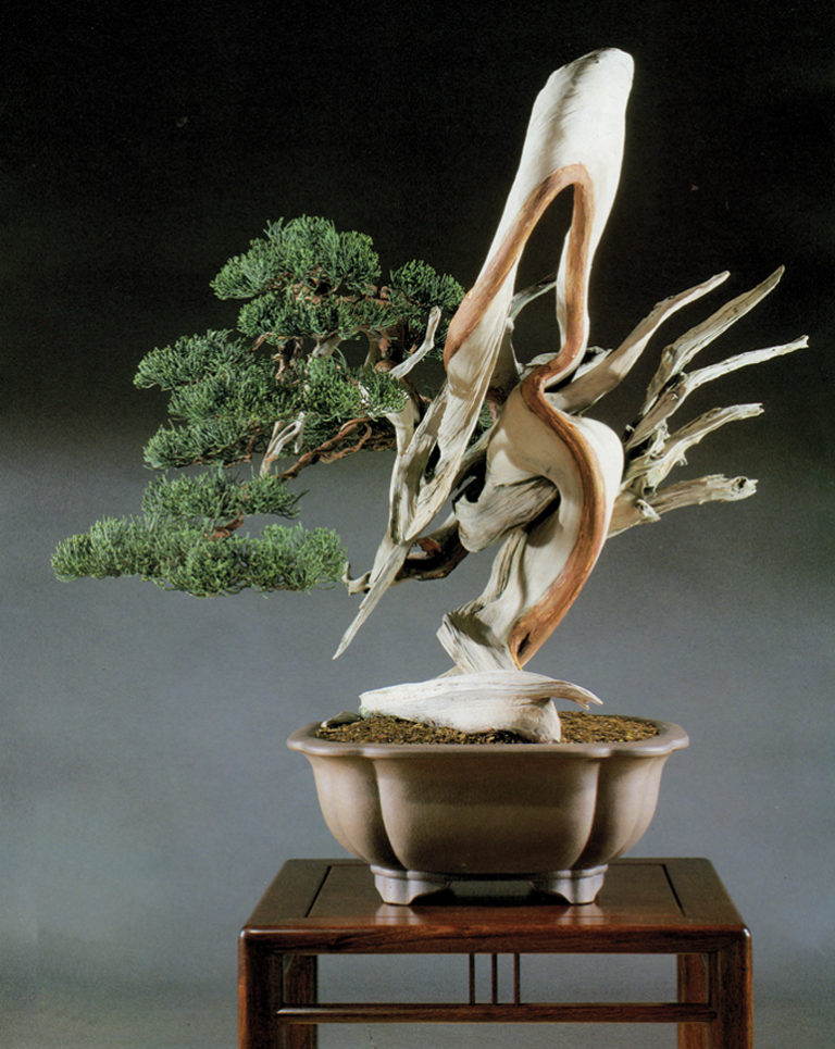 Contrasting Styles & a Bonsai that is Different from most of the Trees ...