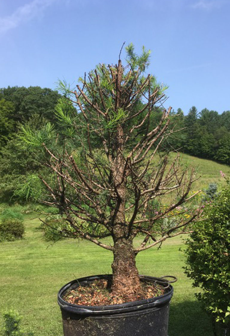 NEW Bonsai T-Shirts & the 6th U.S. National – Stone Lantern