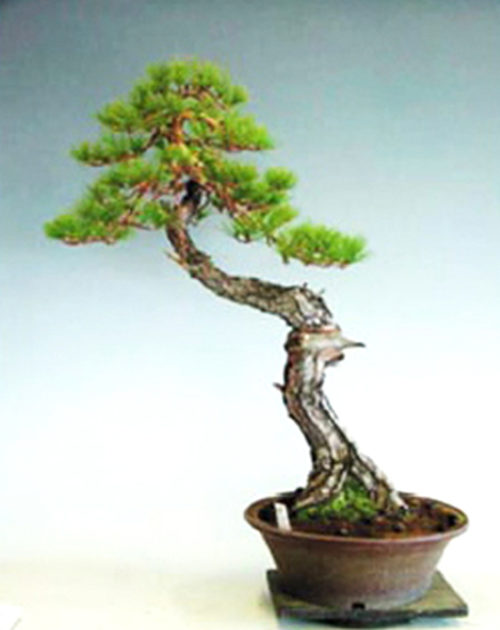 Before & After Bonsai – Japanese Red Pine | Bonsai Bark