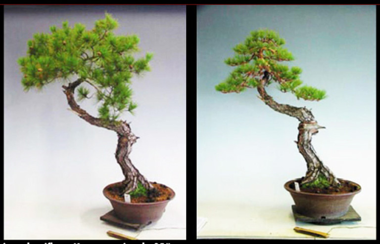 Before & After Japanese Red Pine Bonsai | Bonsai Bark